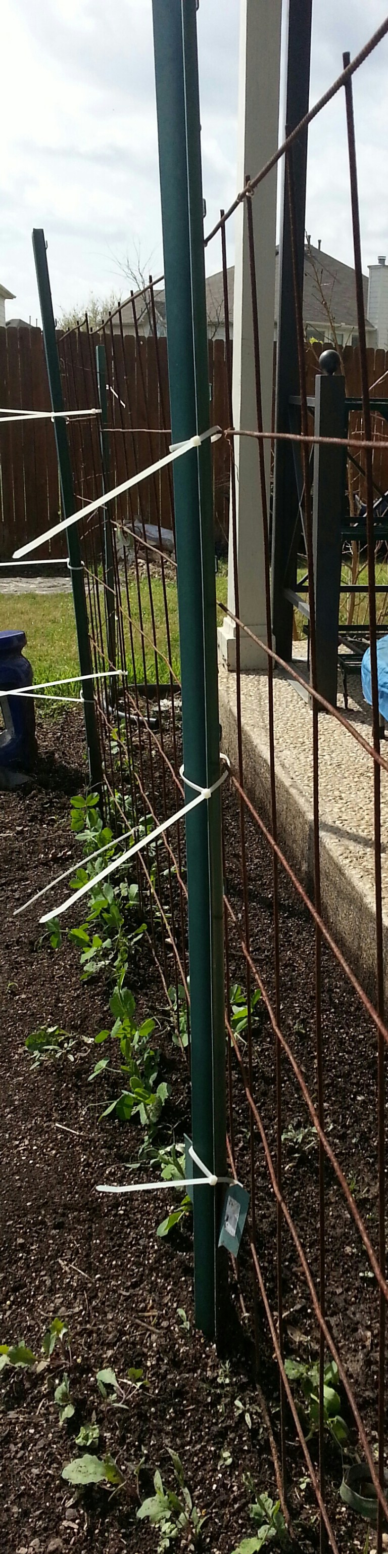 Melon Trellising – Crazy Green Thumbs