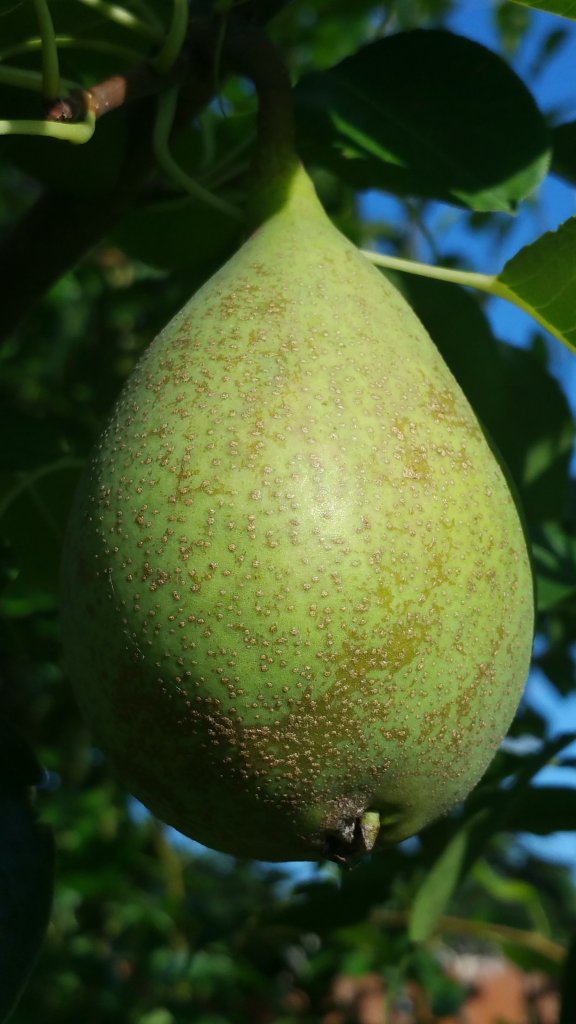 Biscamp Pear – Crazy Green Thumbs
