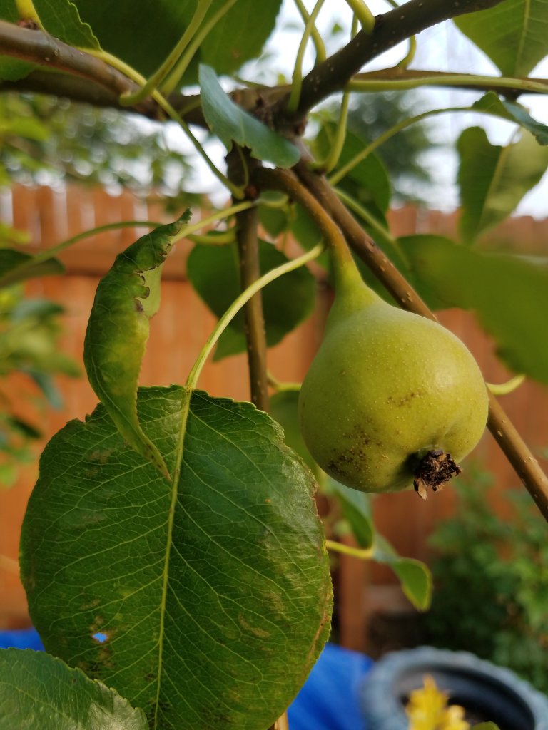 Biscamp Pear – Crazy Green Thumbs