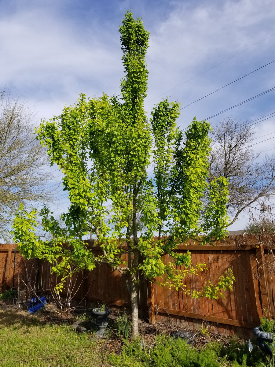 Biscamp Pear – Crazy Green Thumbs