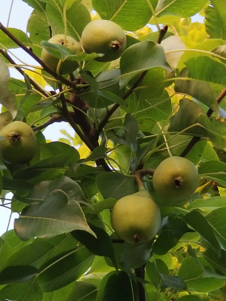 Biscamp Pear – Crazy Green Thumbs