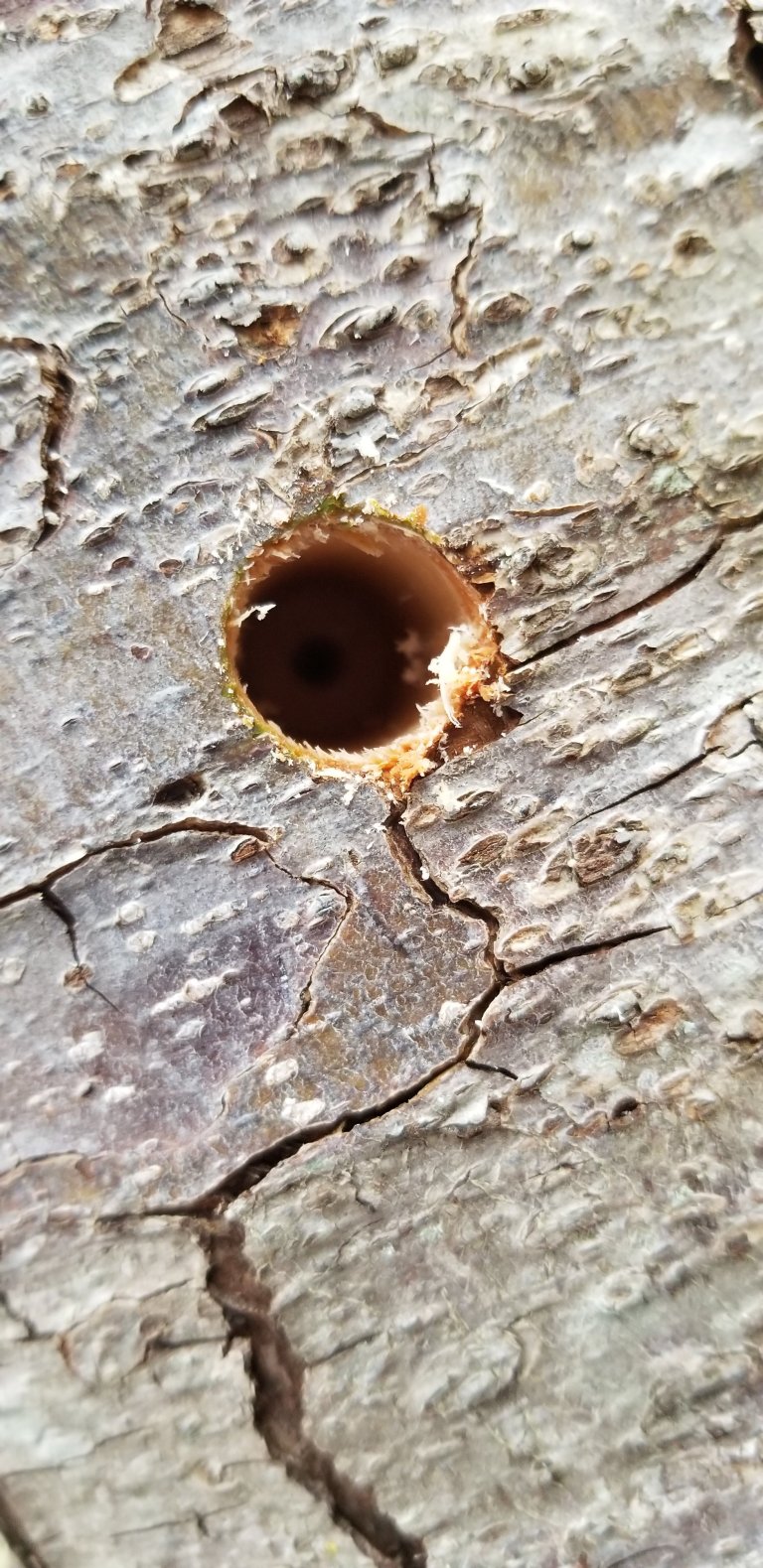 An Update On My Pear Tree Iron Implants – Crazy Green Thumbs