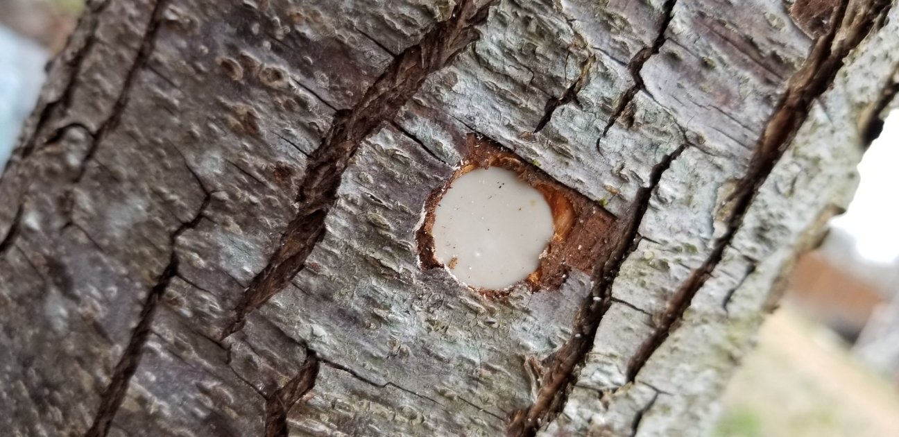 An Update On My Pear Tree Iron Implants – Crazy Green Thumbs