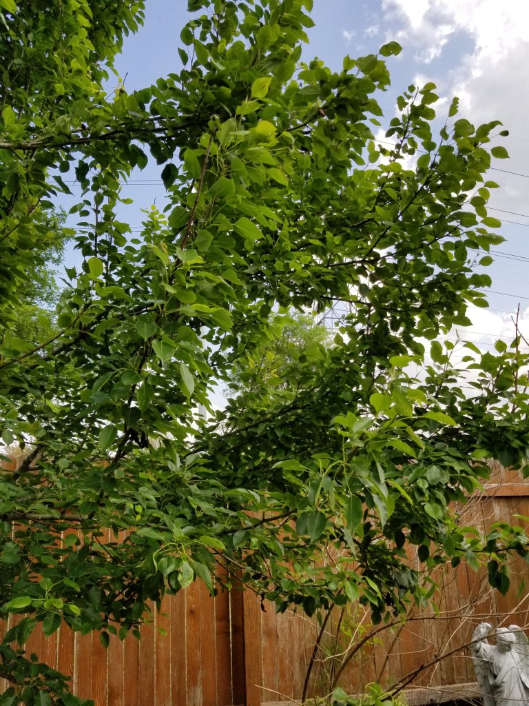 An Update On My Pear Tree Iron Implants – Crazy Green Thumbs
