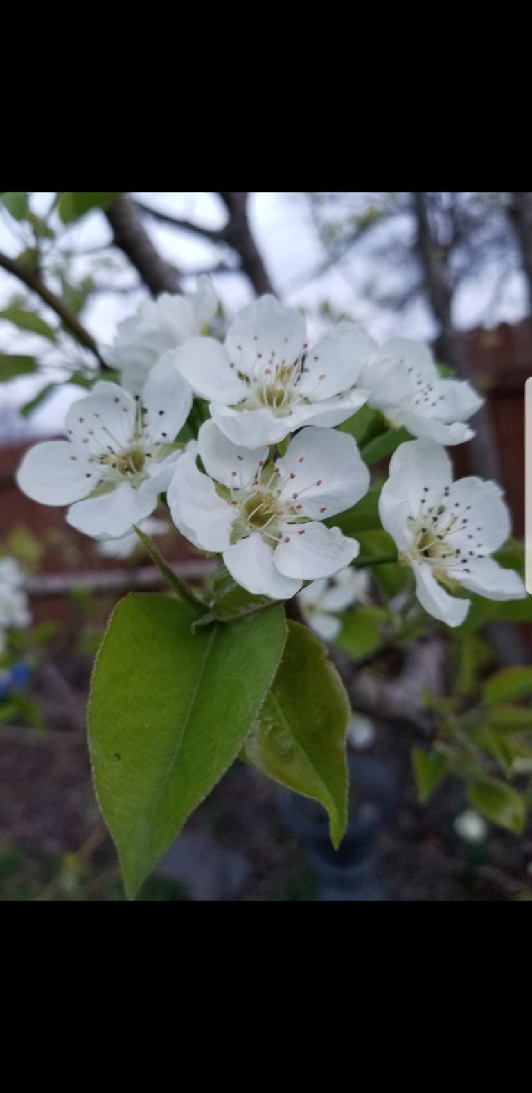 An Update On My Pear Tree Iron Implants – Crazy Green Thumbs