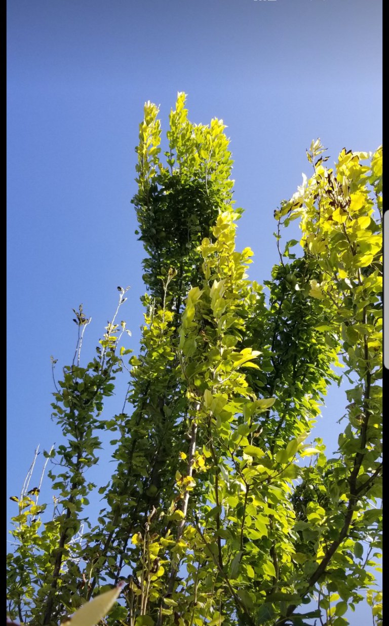 An Update On My Pear Tree Iron Implants – Crazy Green Thumbs