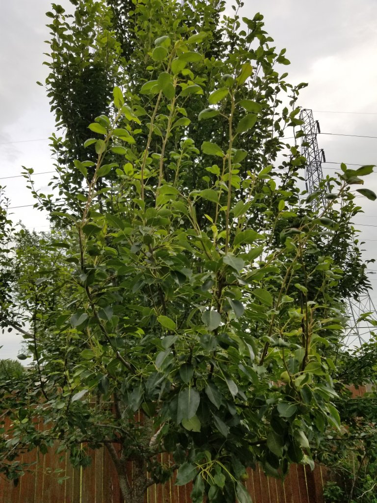 An Update On My Pear Tree Iron Implants – Crazy Green Thumbs