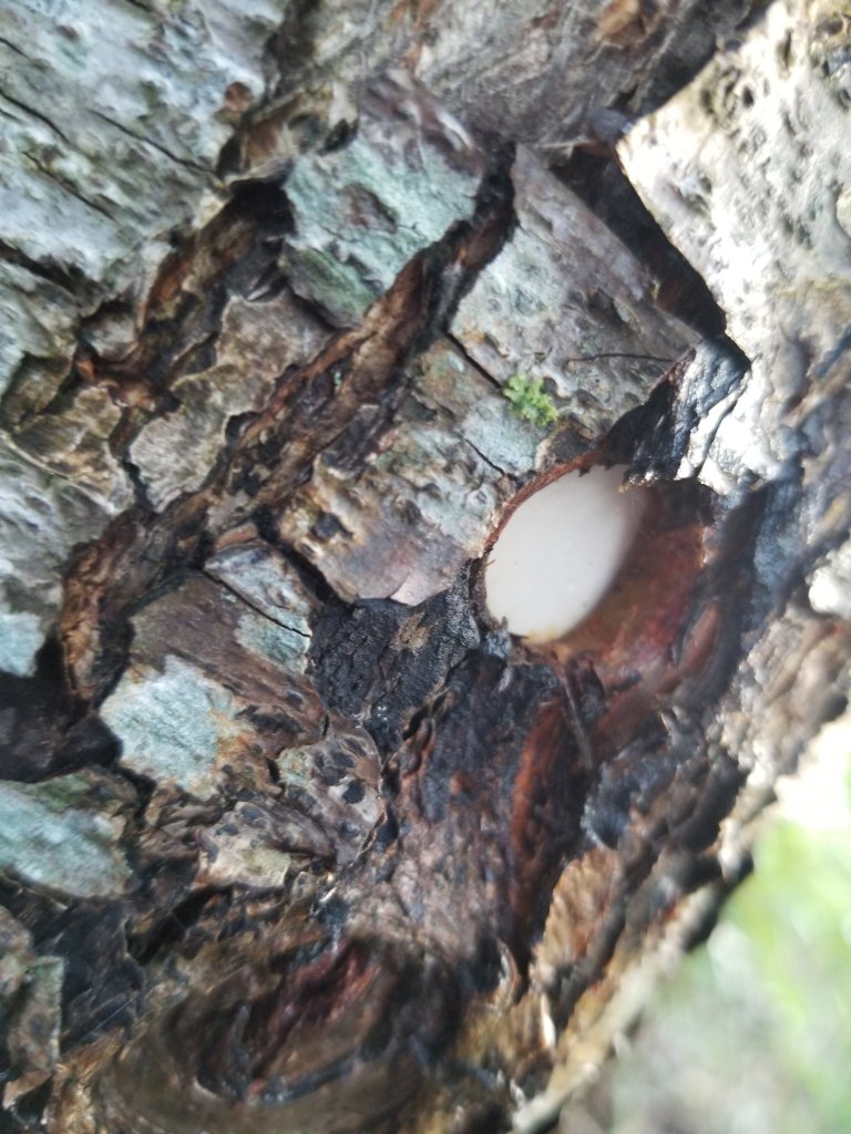 An Update On My Pear Tree Iron Implants – Crazy Green Thumbs