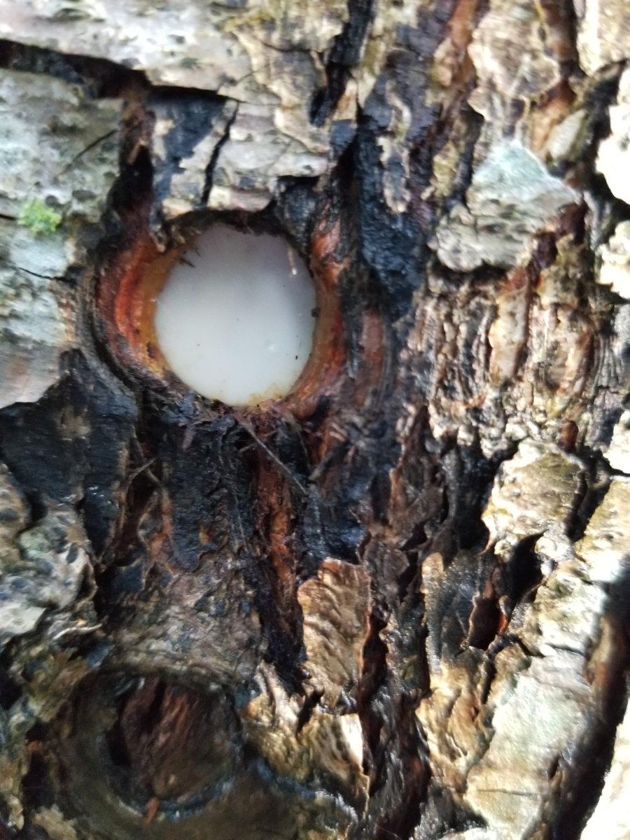 An Update On My Pear Tree Iron Implants – Crazy Green Thumbs