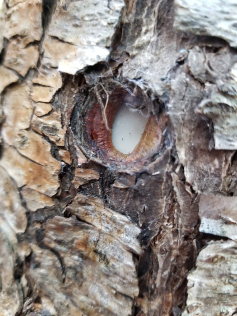 An Update On My Pear Tree Iron Implants – Crazy Green Thumbs