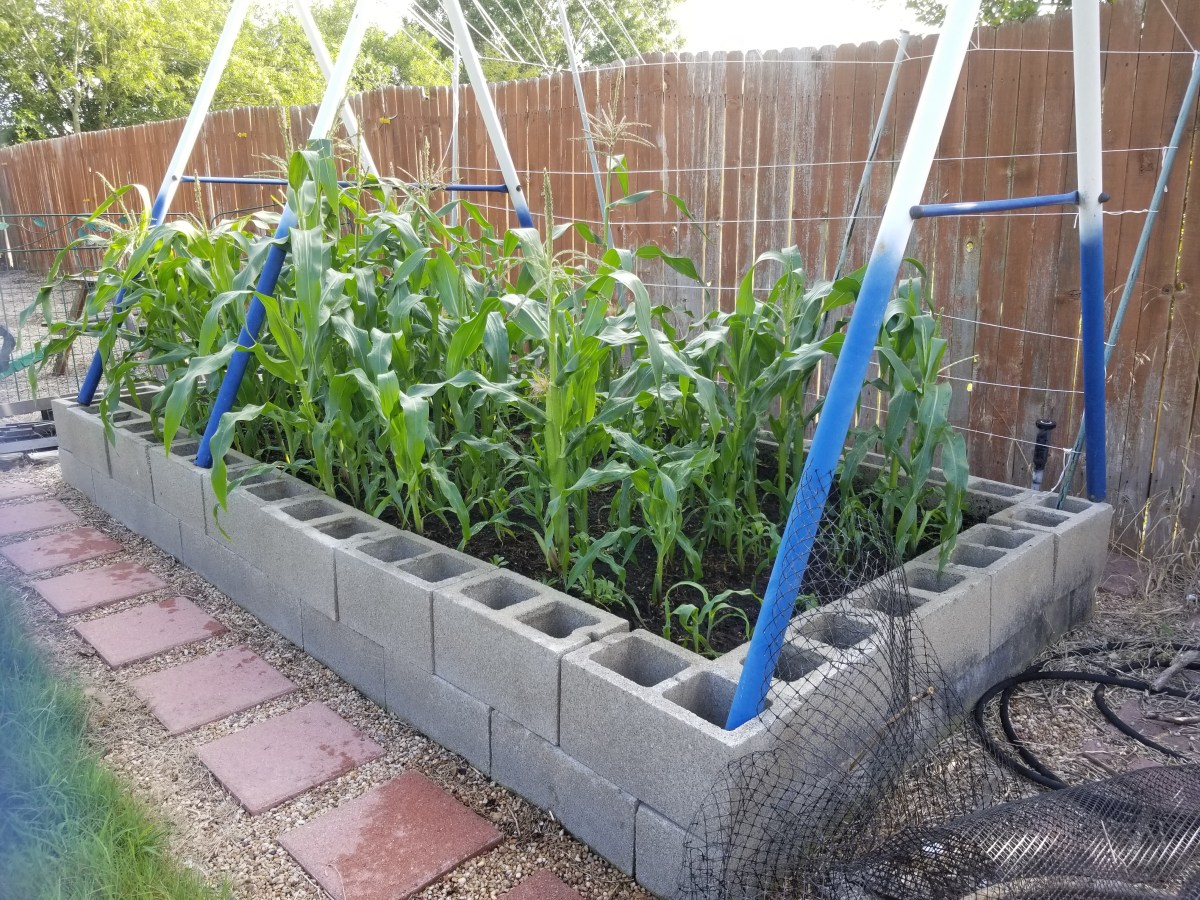 Building The Perfect Raised Beds – Crazy Green Thumbs