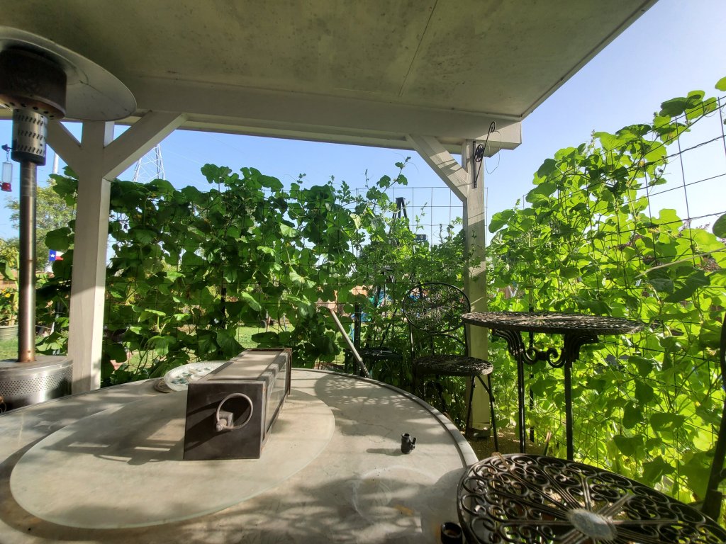 Melon Trellising – Crazy Green Thumbs