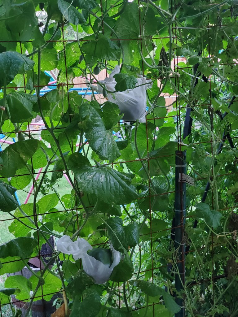 Melon Trellising – Crazy Green Thumbs