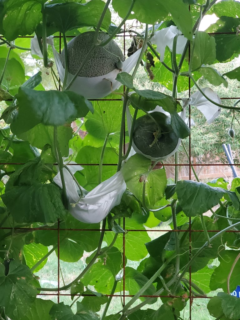 Melon Trellising – Crazy Green Thumbs