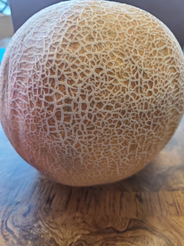 Melon Trellising – Crazy Green Thumbs