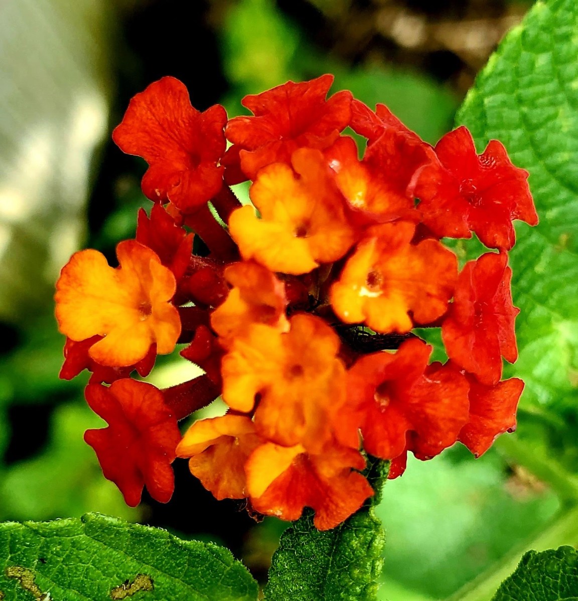 Show Stopping, Southern Shrubs – Crazy Green Thumbs