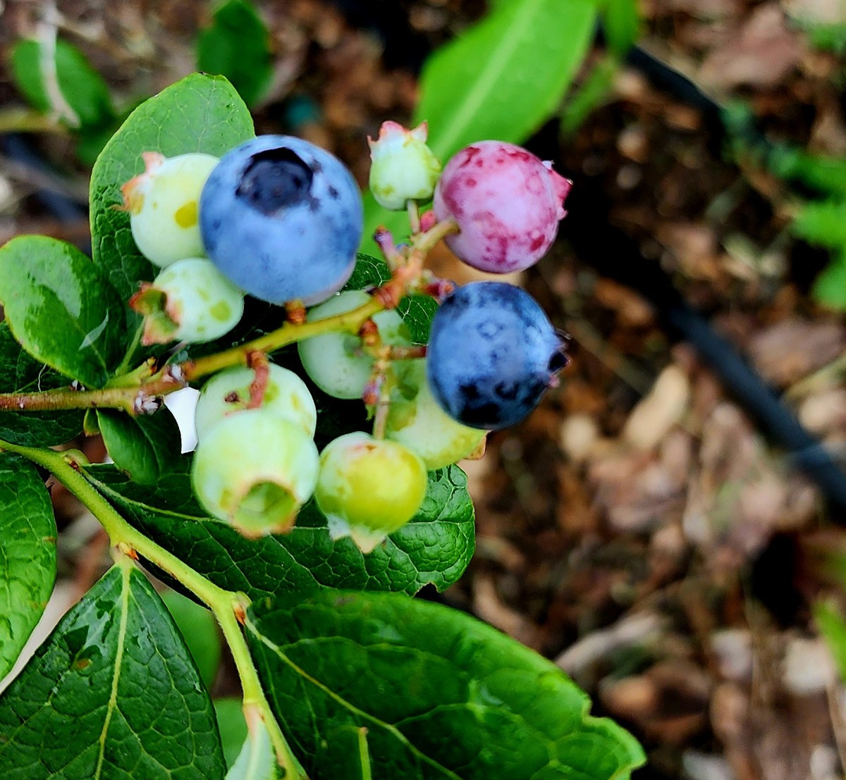 Growing Blueberries in South Texas – Crazy Green Thumbs