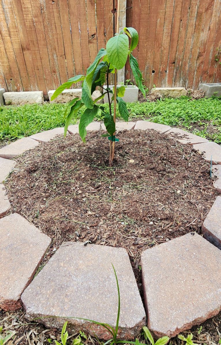 pH Changing Tree Beds – Crazy Green Thumbs
