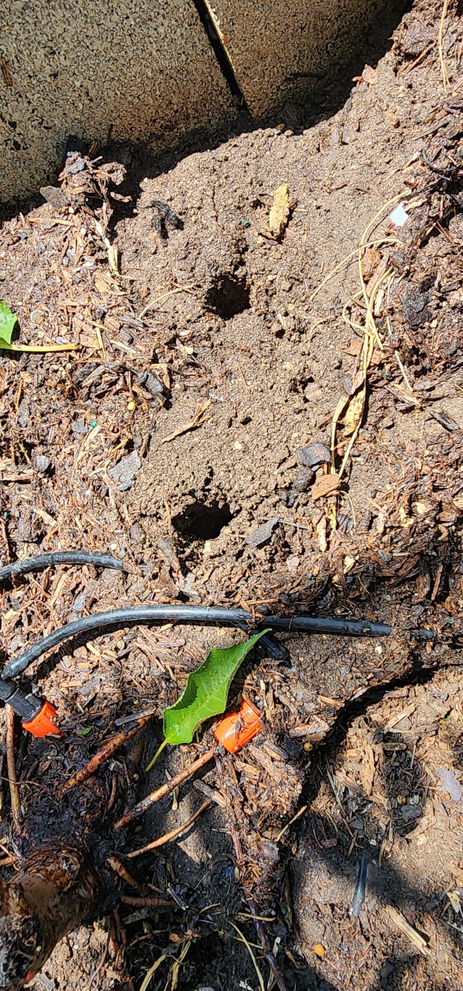 Vole Holes Day 3 – Crazy Green Thumbs
